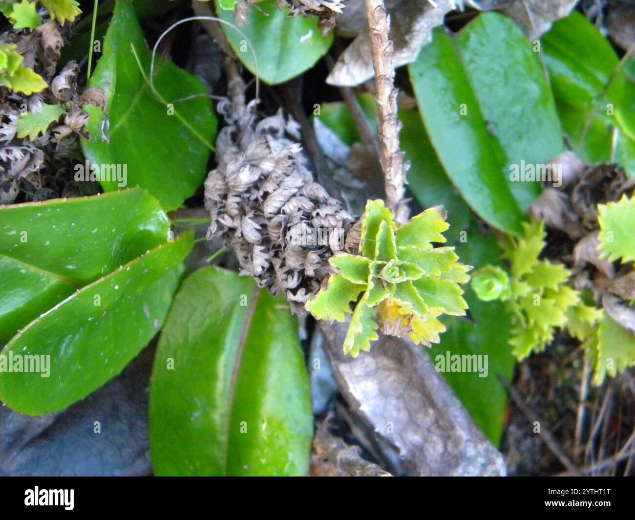 Tooth Swampdaisy (Osmitopsis dentata Stock Photo - Alamy