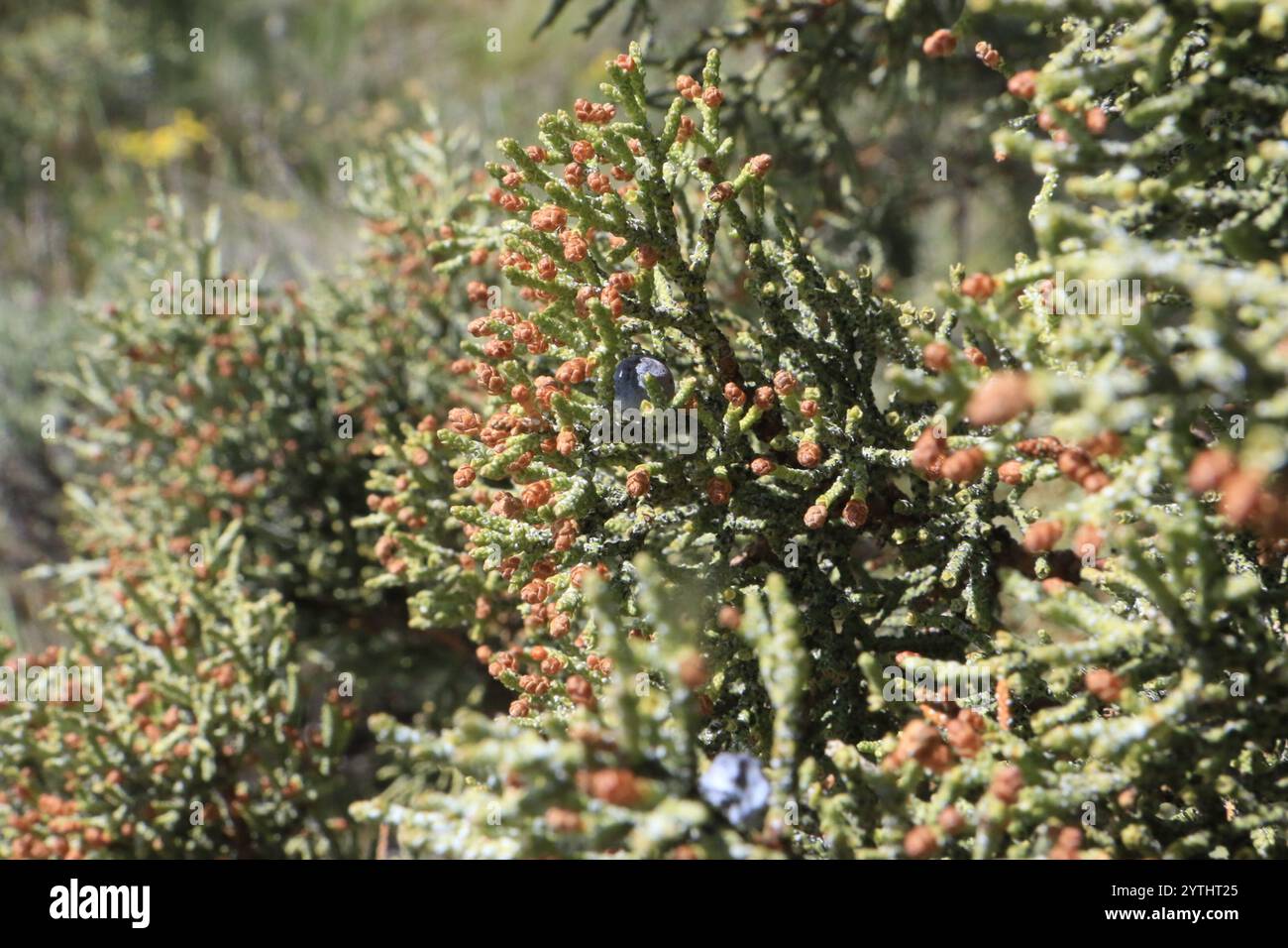 western juniper (Juniperus occidentalis Stock Photo - Alamy
