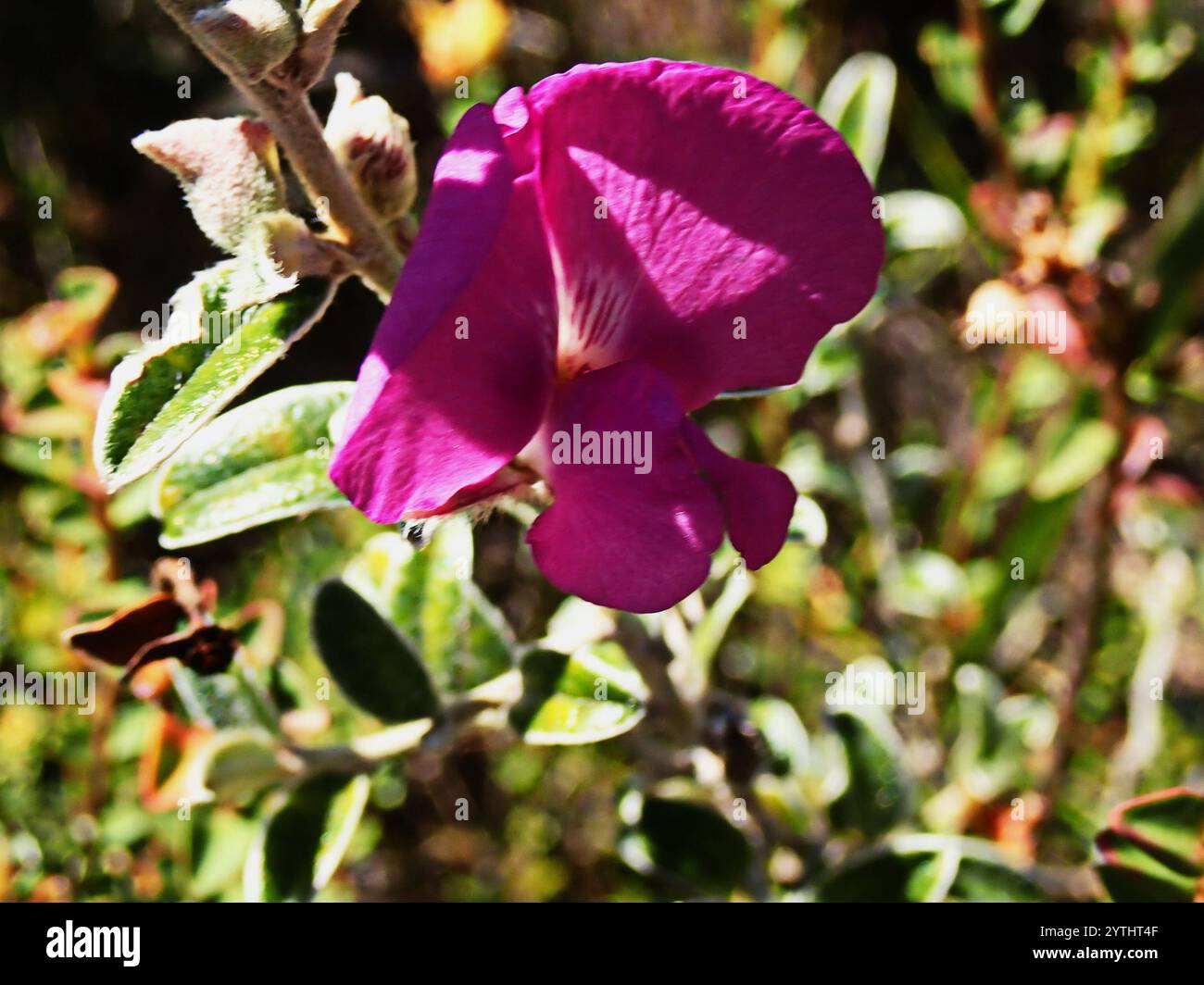 Podalyria hi-res stock photography and images - Alamy