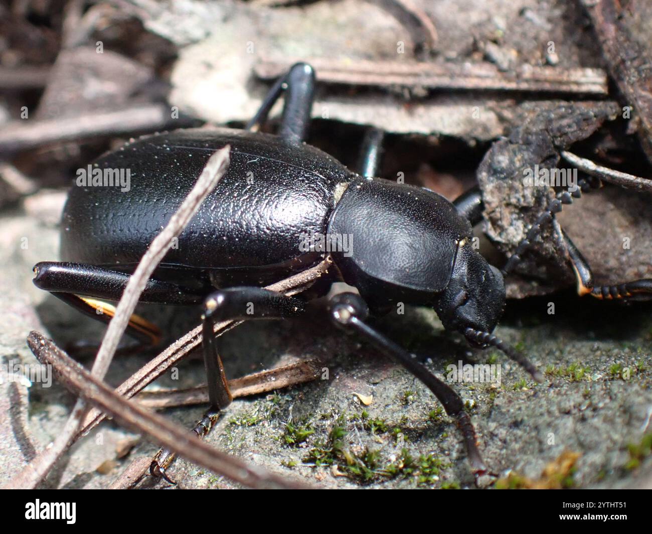 California Broad-necked Darkling Beetle (Coelocnemis dilaticollis Stock ...
