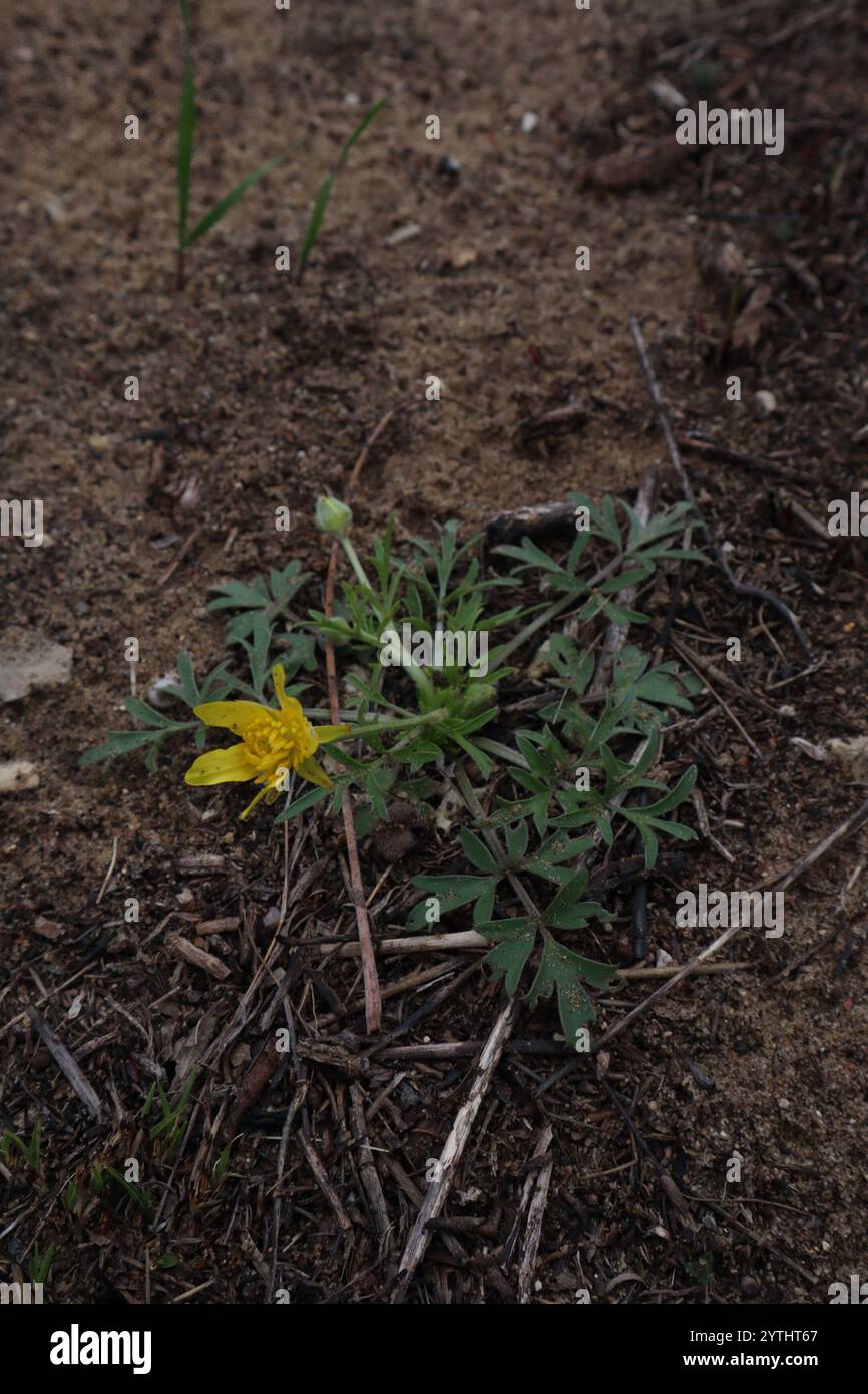Early Buttercup (Ranunculus fascicularis Stock Photo - Alamy