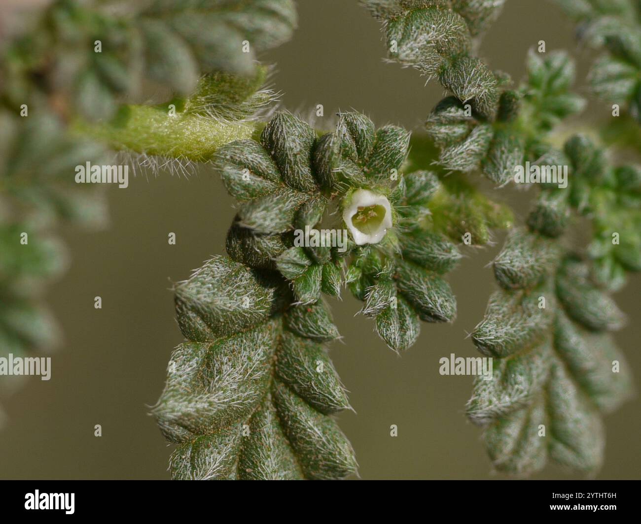 Coldenia hi-res stock photography and images - Alamy