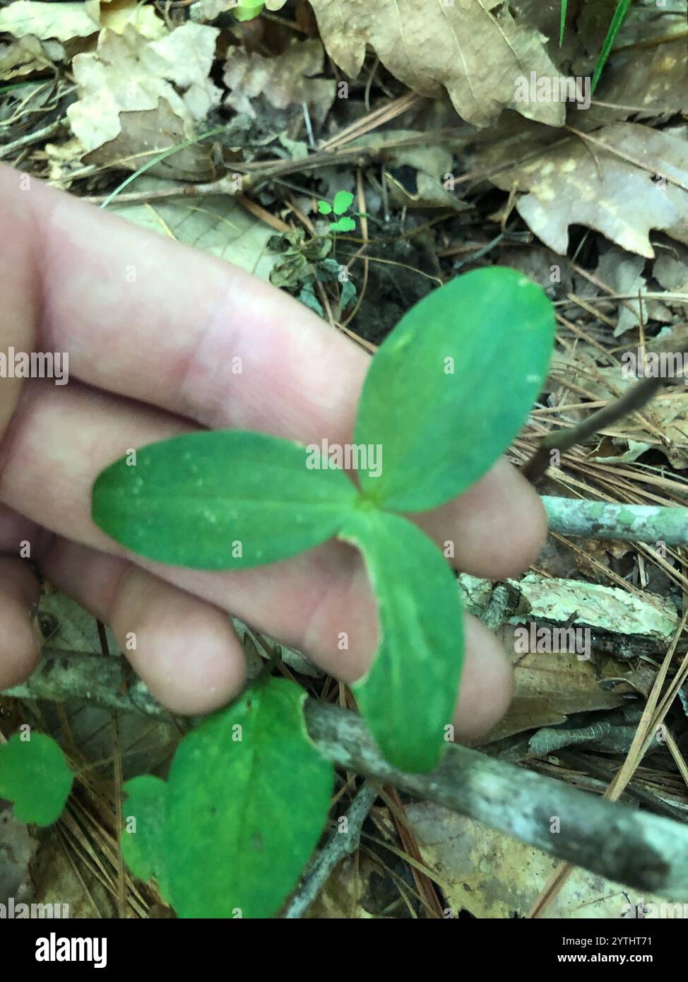prairie trillium (Trillium recurvatum Stock Photo - Alamy
