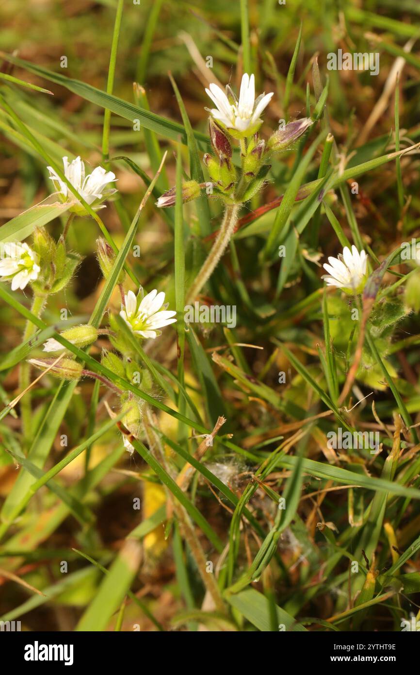 Common mouse-ear chickweed (Cerastium fontanum Stock Photo - Alamy