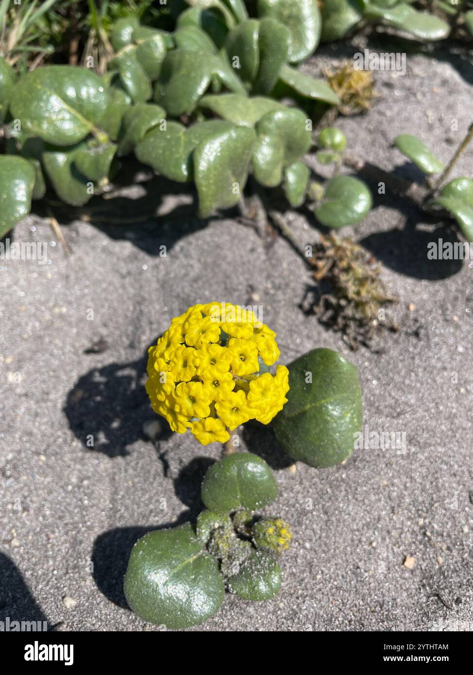 Yellow Sand Verbena (Abronia latifolia Stock Photo - Alamy