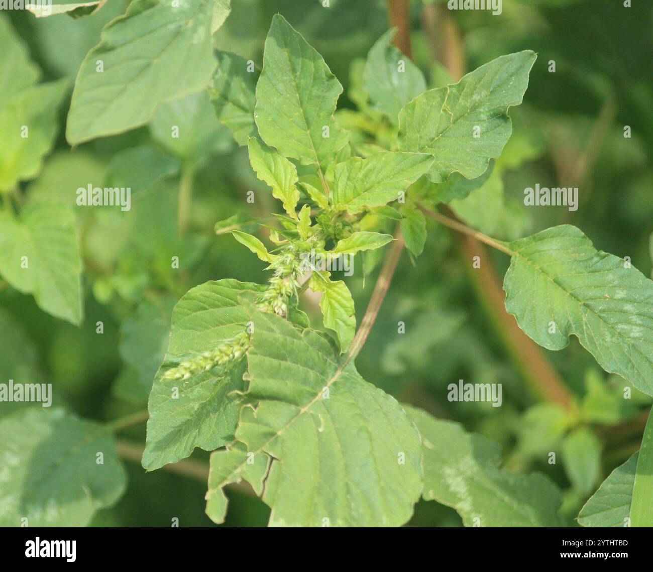 spiny amaranth (Amaranthus spinosus Stock Photo - Alamy