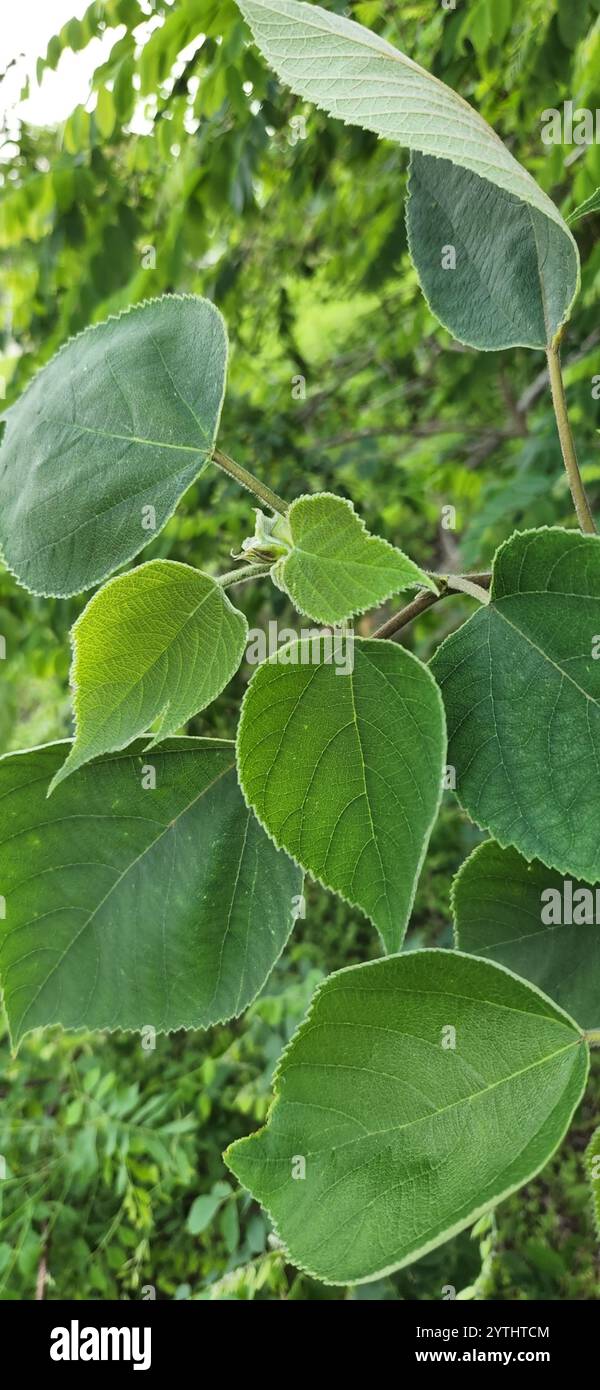 Paper mulberry (Broussonetia papyrifera Stock Photo - Alamy