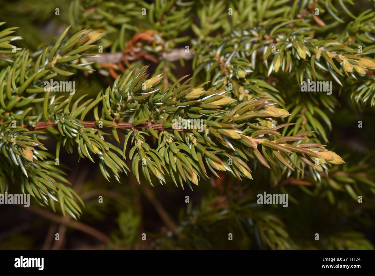common juniper (Juniperus communis Stock Photo - Alamy