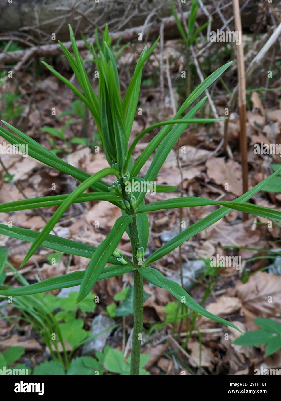 Whorled Solomon's-seal (Polygonatum verticillatum Stock Photo - Alamy