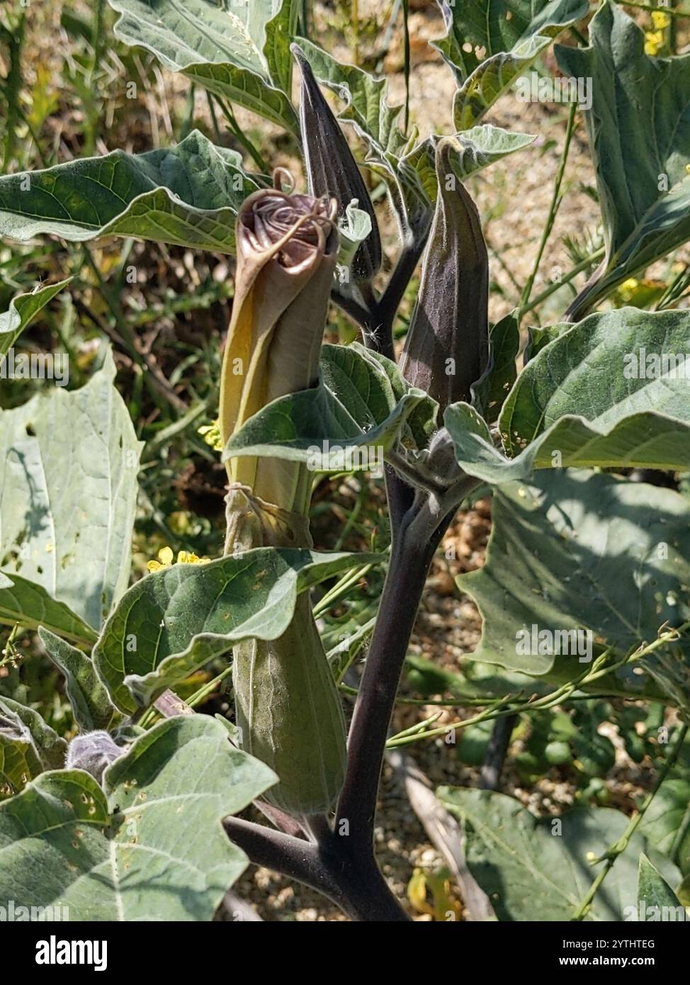 Sacred Datura (Datura wrightii Stock Photo - Alamy