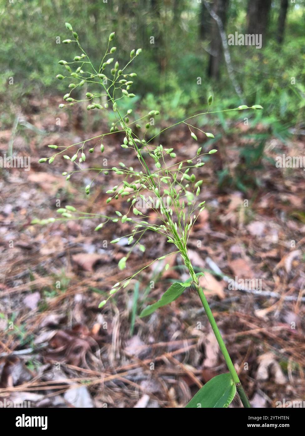 Variable Witchgrass (Dichanthelium commutatum commutatum Stock Photo ...