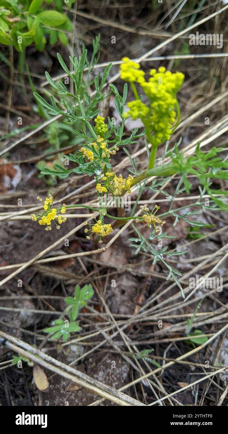 Wyeth Biscuitroot (Lomatium ambiguum Stock Photo - Alamy