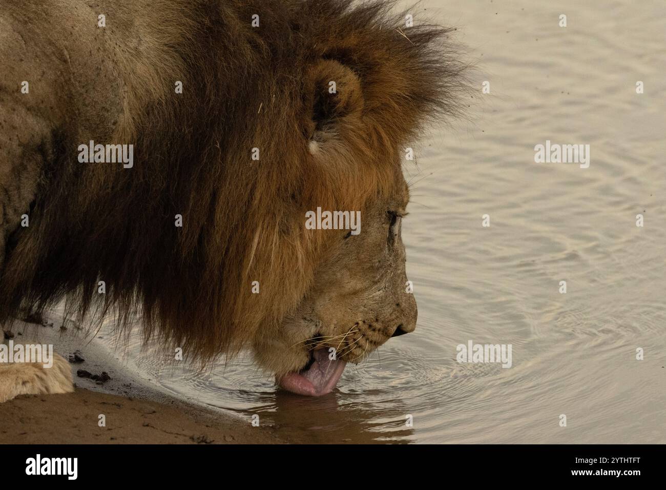 Male Lion having a drink in the river Stock Photo - Alamy