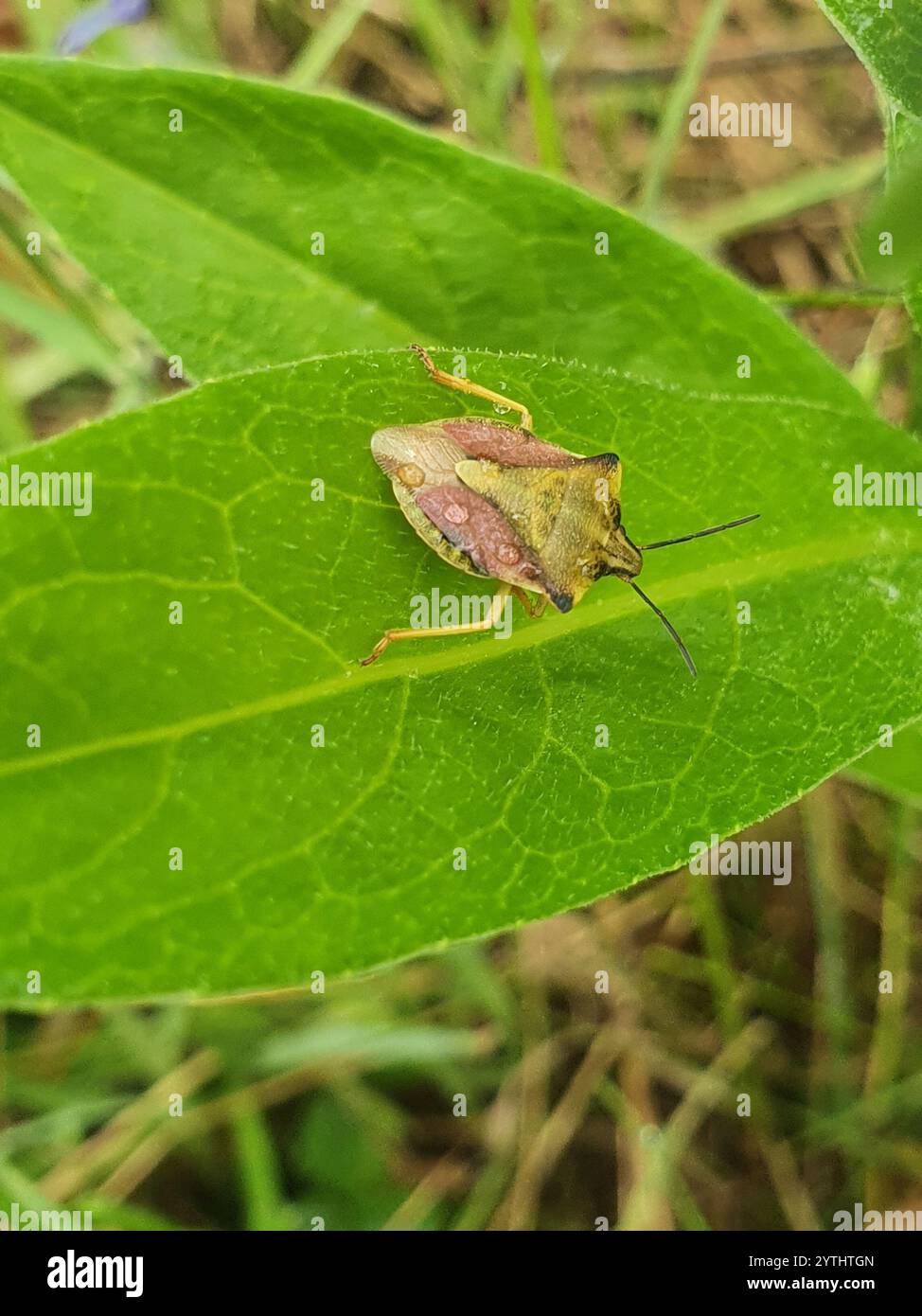 northern fruit bug (Carpocoris fuscispinus Stock Photo - Alamy