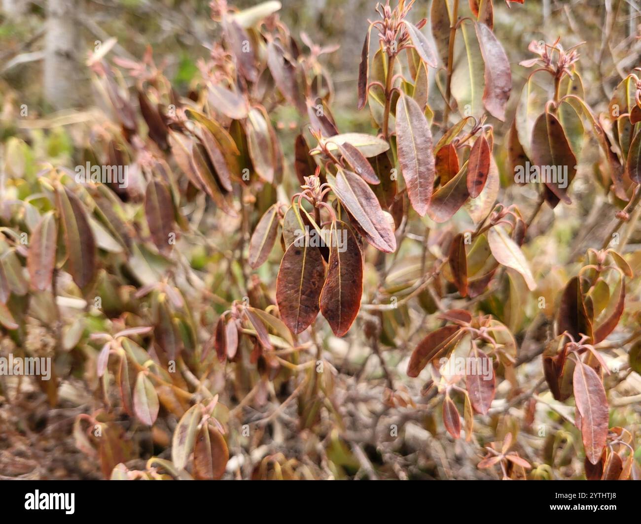 sheep laurel (Kalmia angustifolia Stock Photo - Alamy