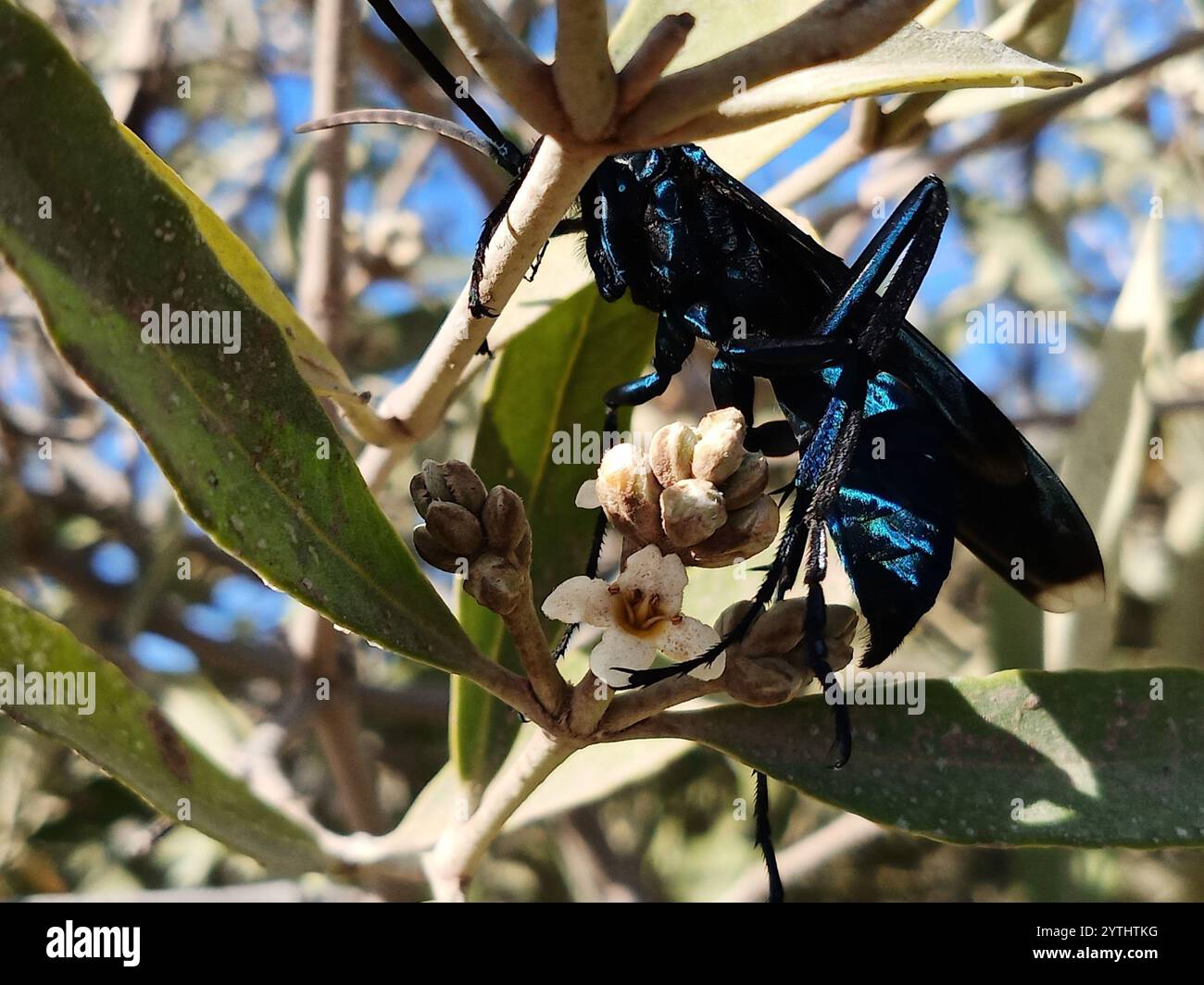 Mexican Tarantula-hawk Wasp (Pepsis mexicana Stock Photo - Alamy