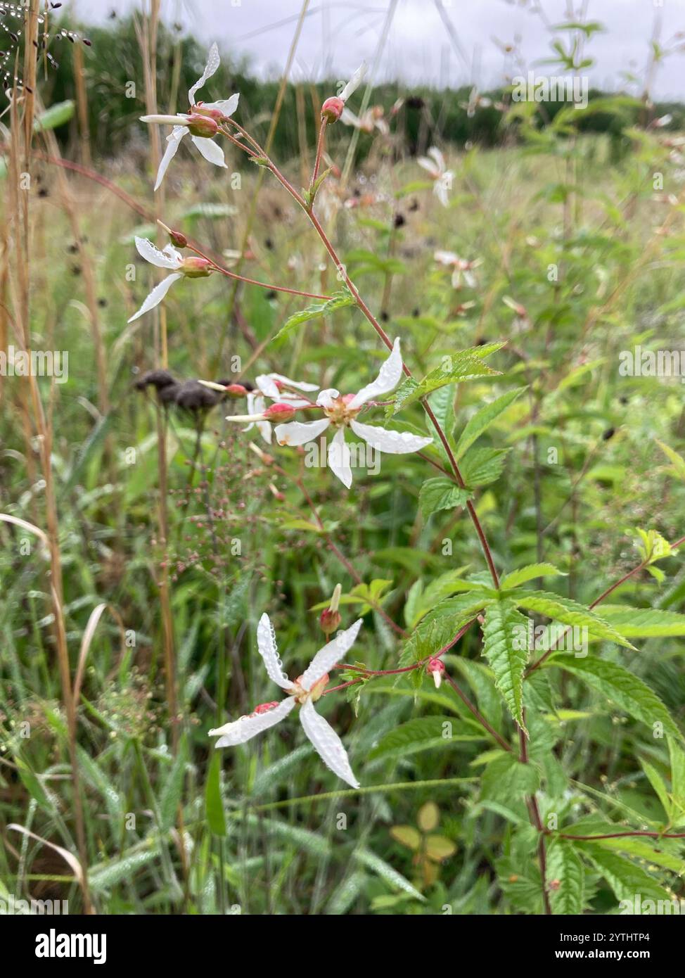 American ipecac (Gillenia stipulata Stock Photo - Alamy