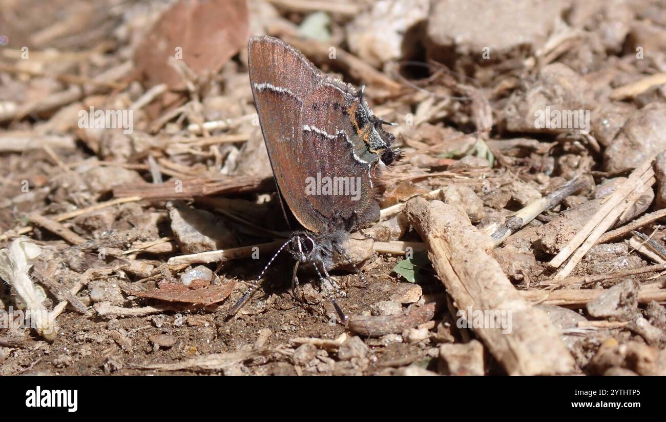Callophrys spinetorum hi-res stock photography and images - Alamy