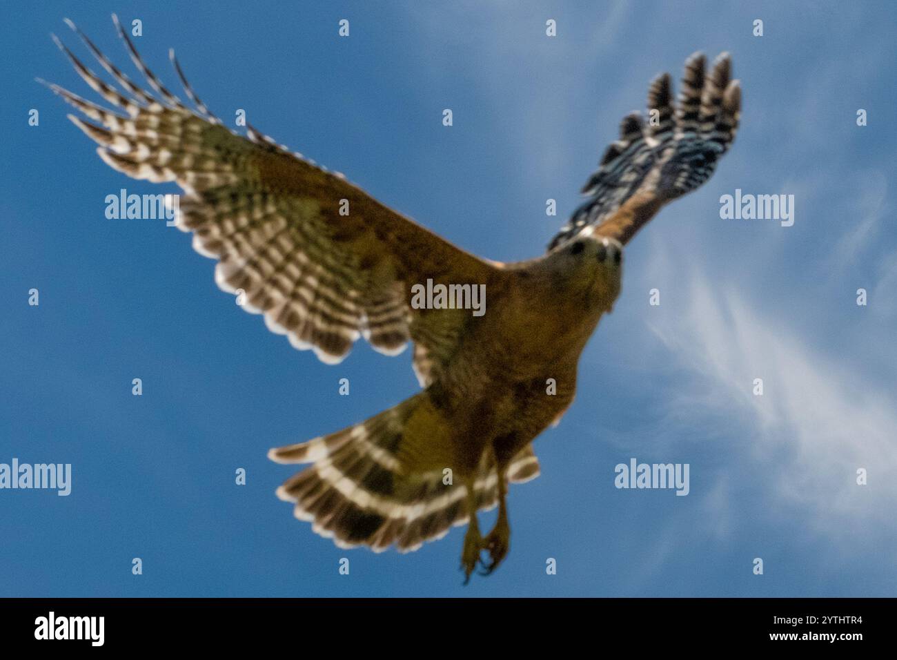 California Red-shouldered Hawk (Buteo lineatus elegans Stock Photo - Alamy