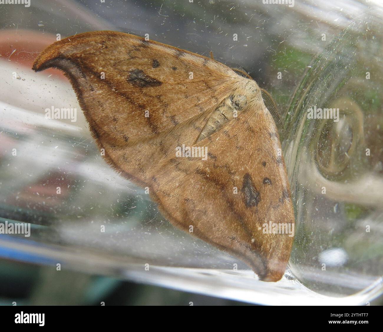 Pebble Hook-tip (Drepana falcataria Stock Photo - Alamy