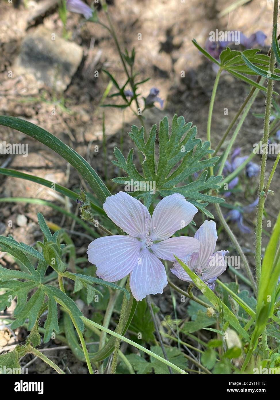 checkerbloom (Sidalcea malviflora Stock Photo - Alamy