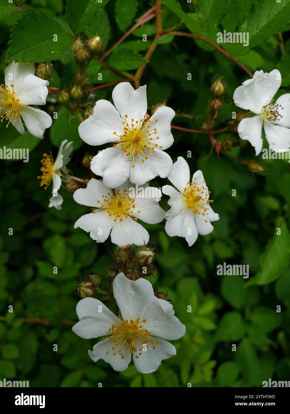 multiflora rose (Rosa multiflora Stock Photo - Alamy