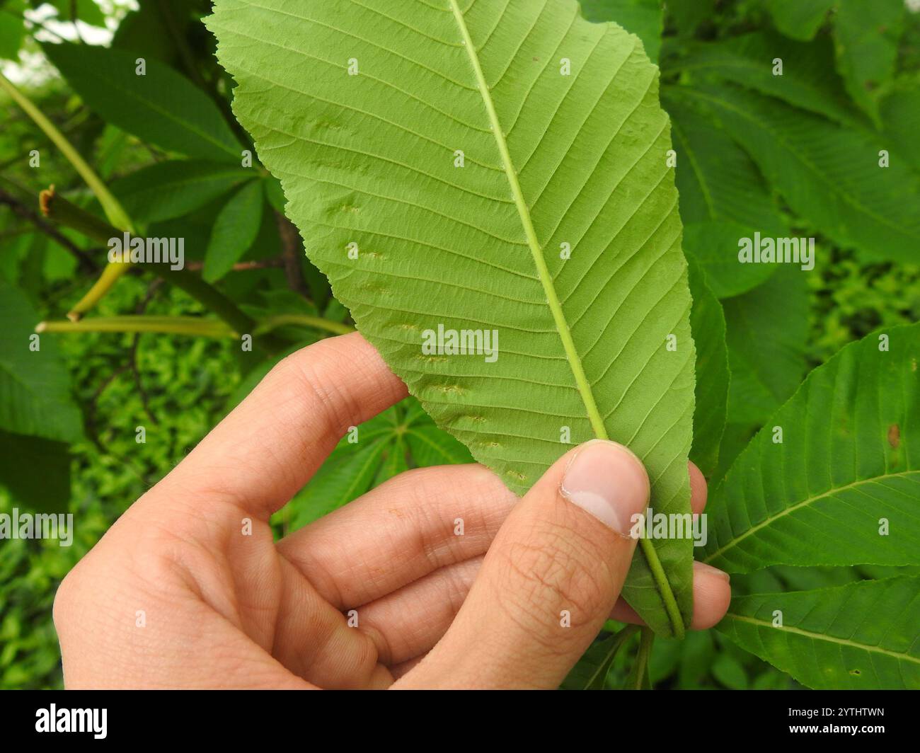 Gall and Rust Mites (Eriophyidae Stock Photo - Alamy