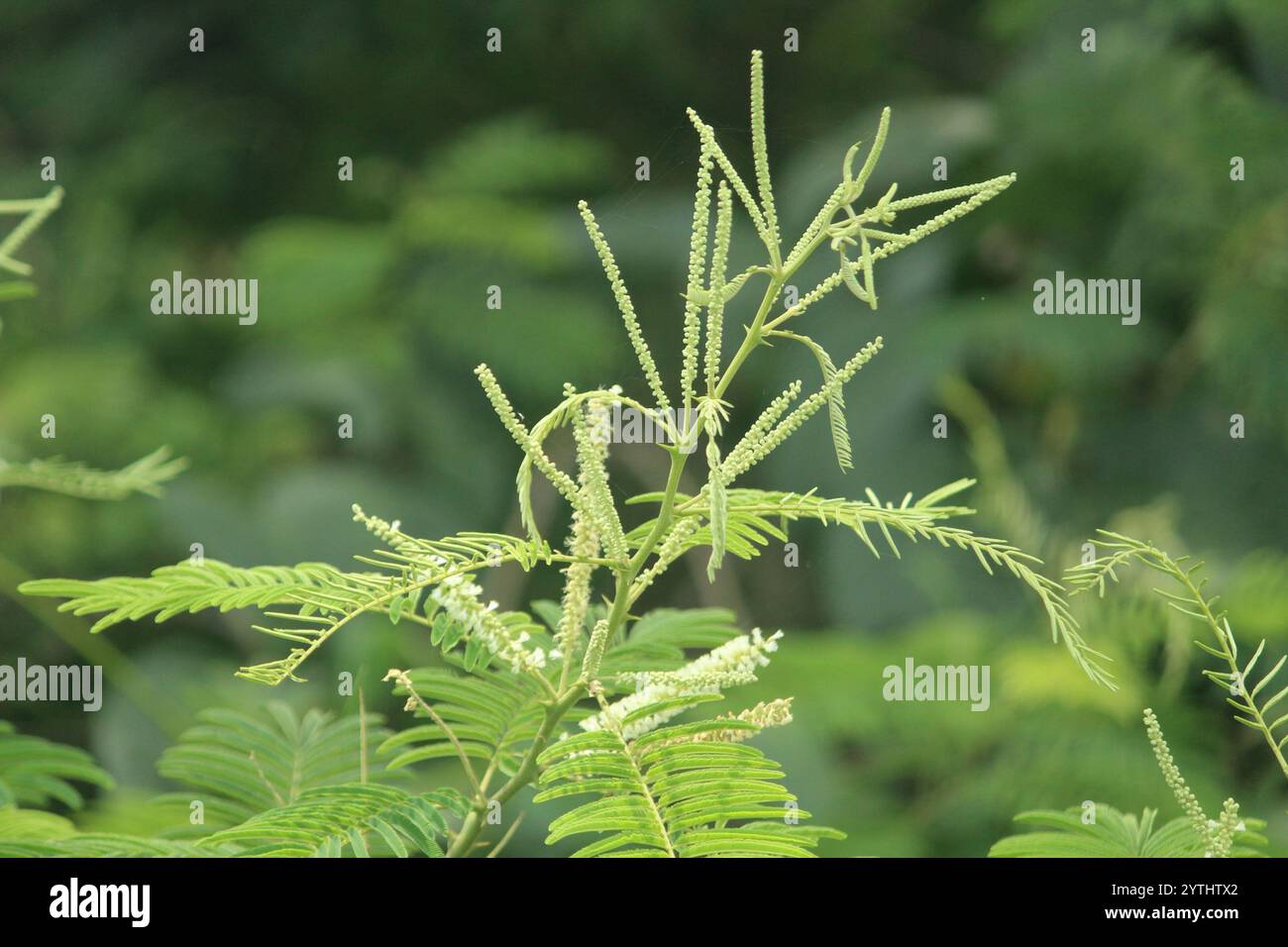 Senegalia catechu hi-res stock photography and images - Alamy