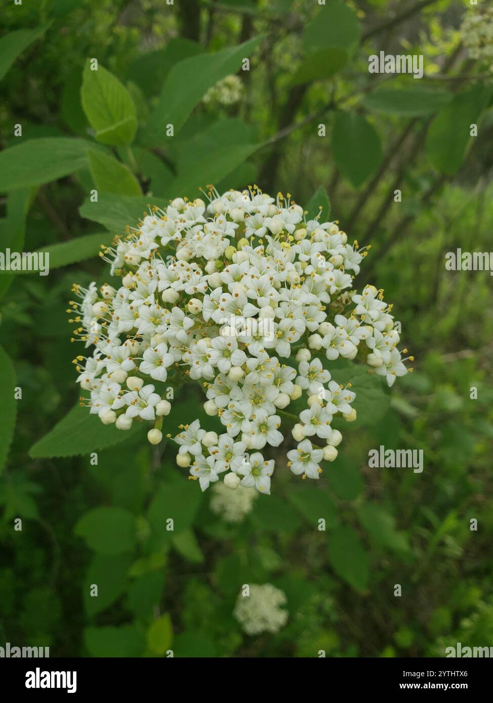 Wayfaring-tree (Viburnum lantana Stock Photo - Alamy