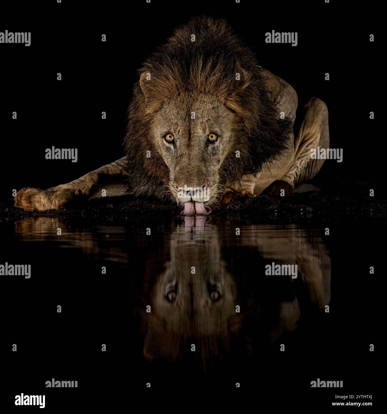 King waterhole hi-res stock photography and images - Alamy