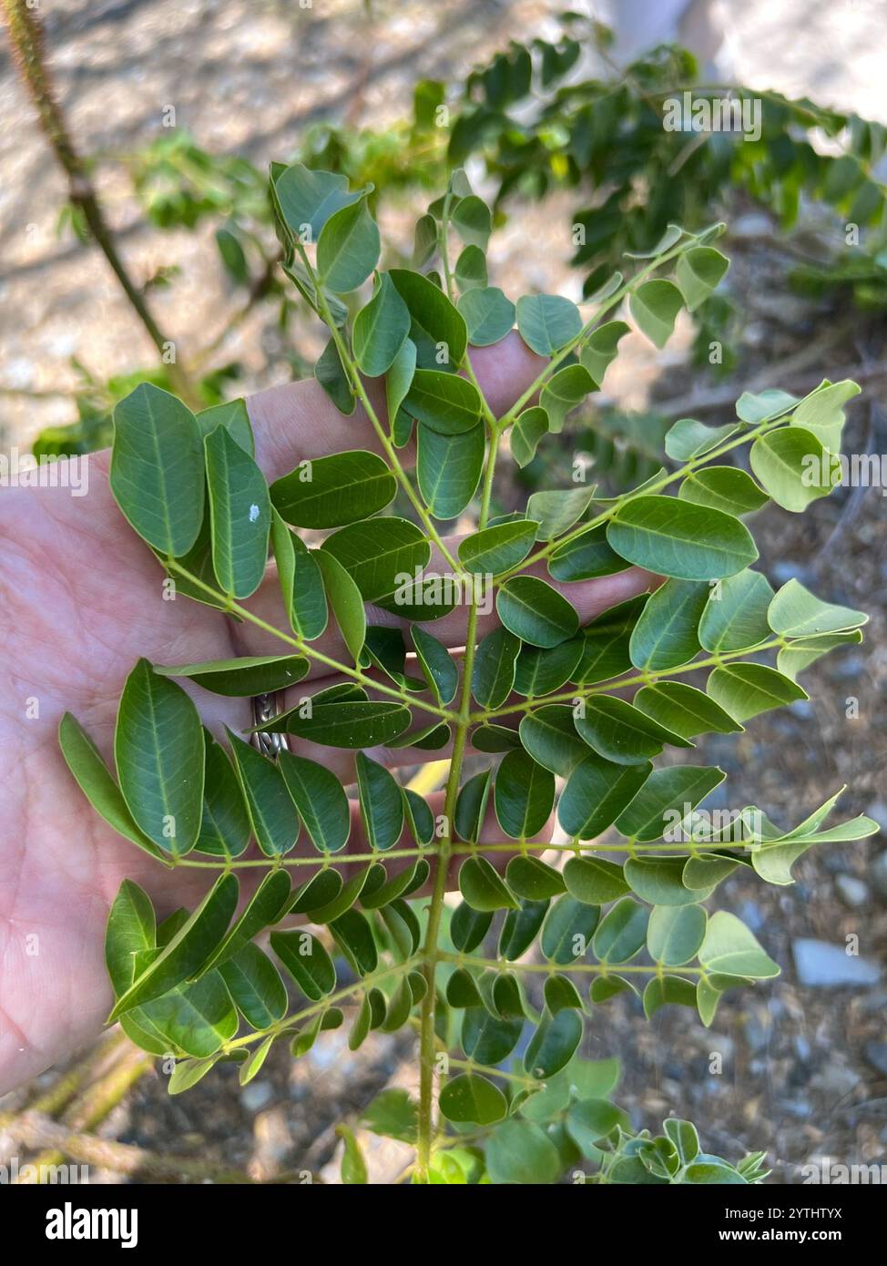 Nickernut (Guilandina bonduc Stock Photo - Alamy