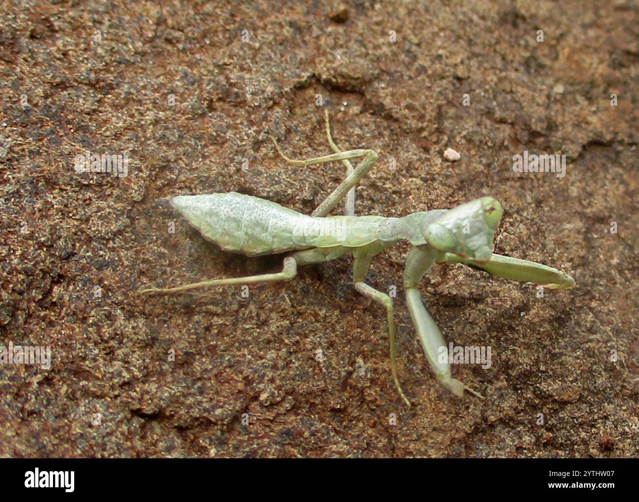 Wide-armed Mantis (Cilnia humeralis Stock Photo - Alamy