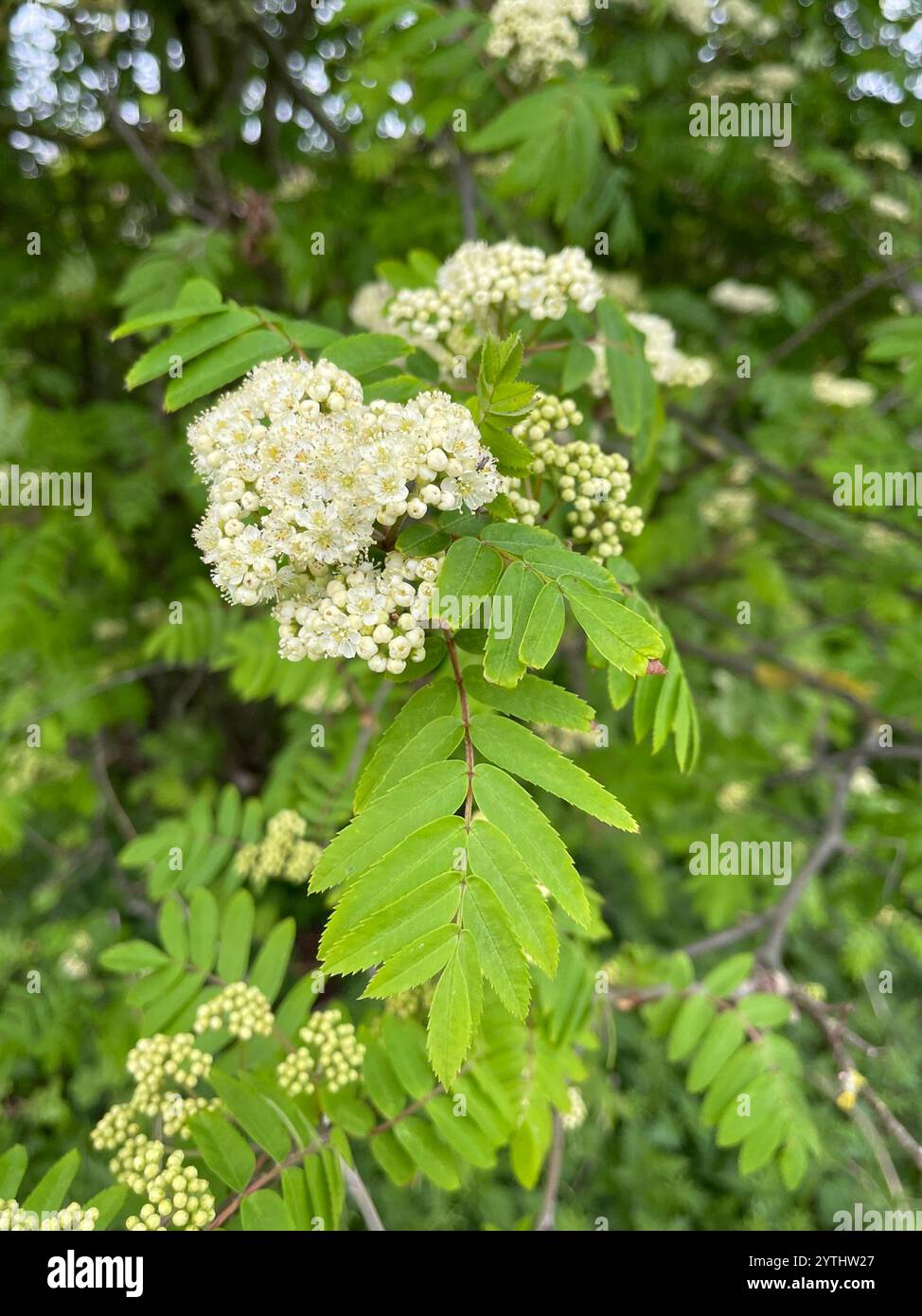 European mountain ash (Sorbus aucuparia Stock Photo - Alamy
