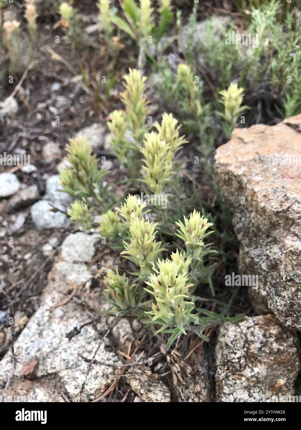 Dwarf alpine indian paintbrush hi-res stock photography and images - Alamy