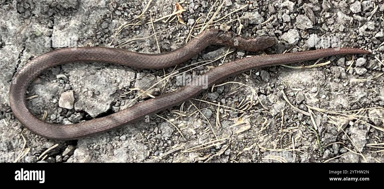 Sharp-tailed Snake (Contia tenuis Stock Photo - Alamy