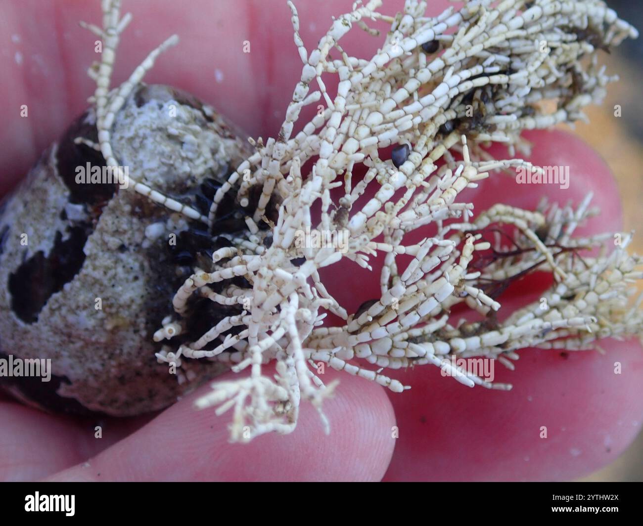 Common Coralline (Corallina officinalis Stock Photo - Alamy