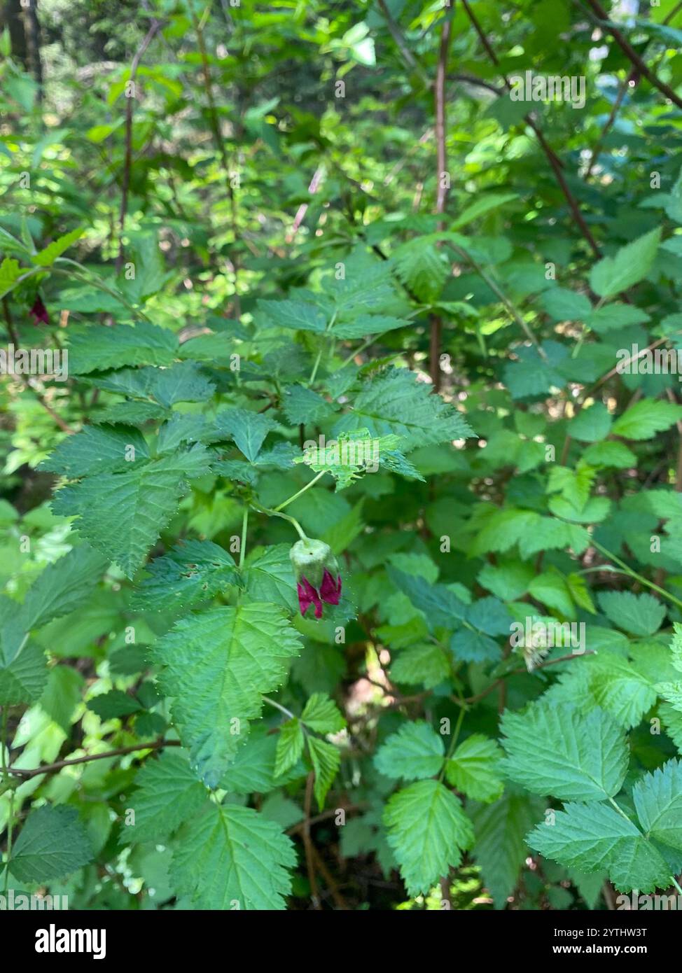 Salmonberry (Rubus spectabilis Stock Photo - Alamy
