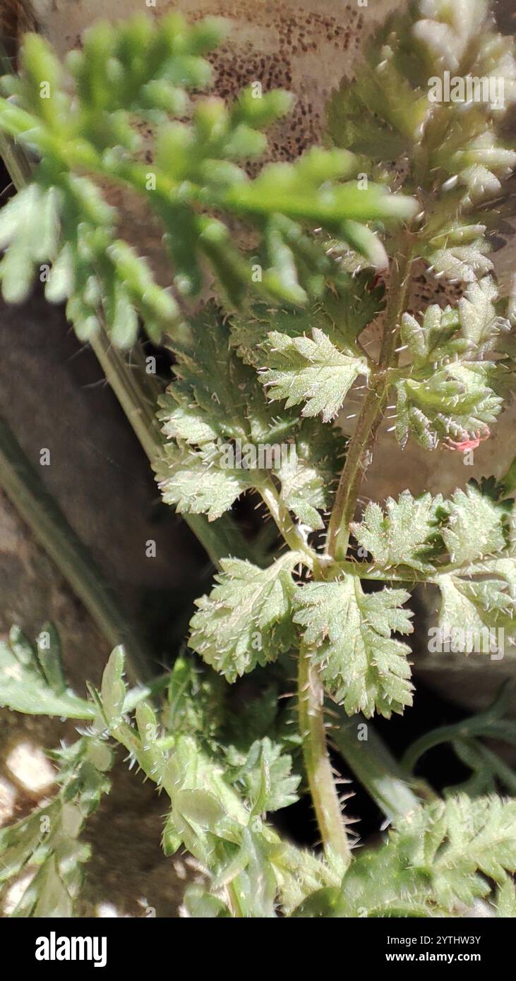 Flat-fruited Orlaya (Orlaya daucoides Stock Photo - Alamy