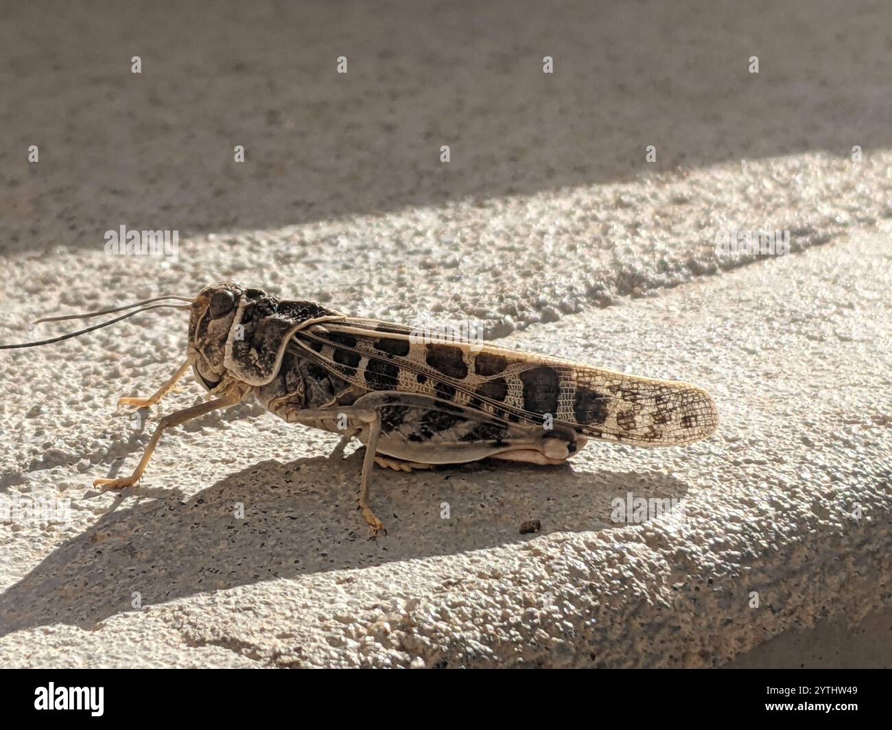 Red-shanked Grasshopper (Xanthippus corallipes Stock Photo - Alamy