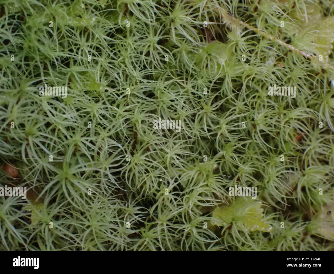 Common Apple-moss (Bartramia pomiformis Stock Photo - Alamy