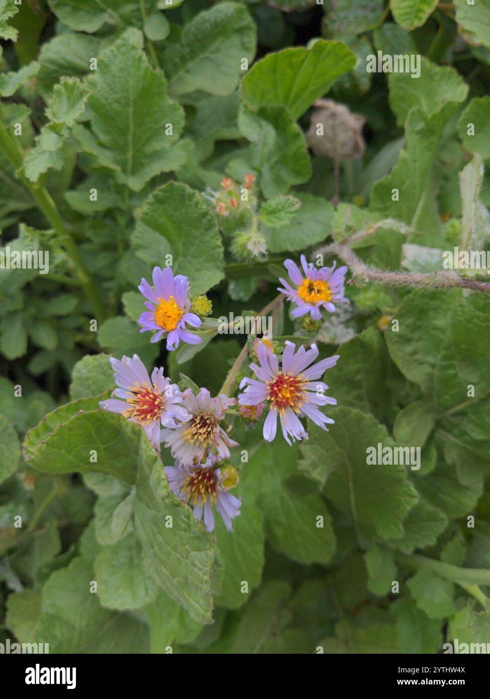Pacific Aster (Symphyotrichum chilense Stock Photo - Alamy