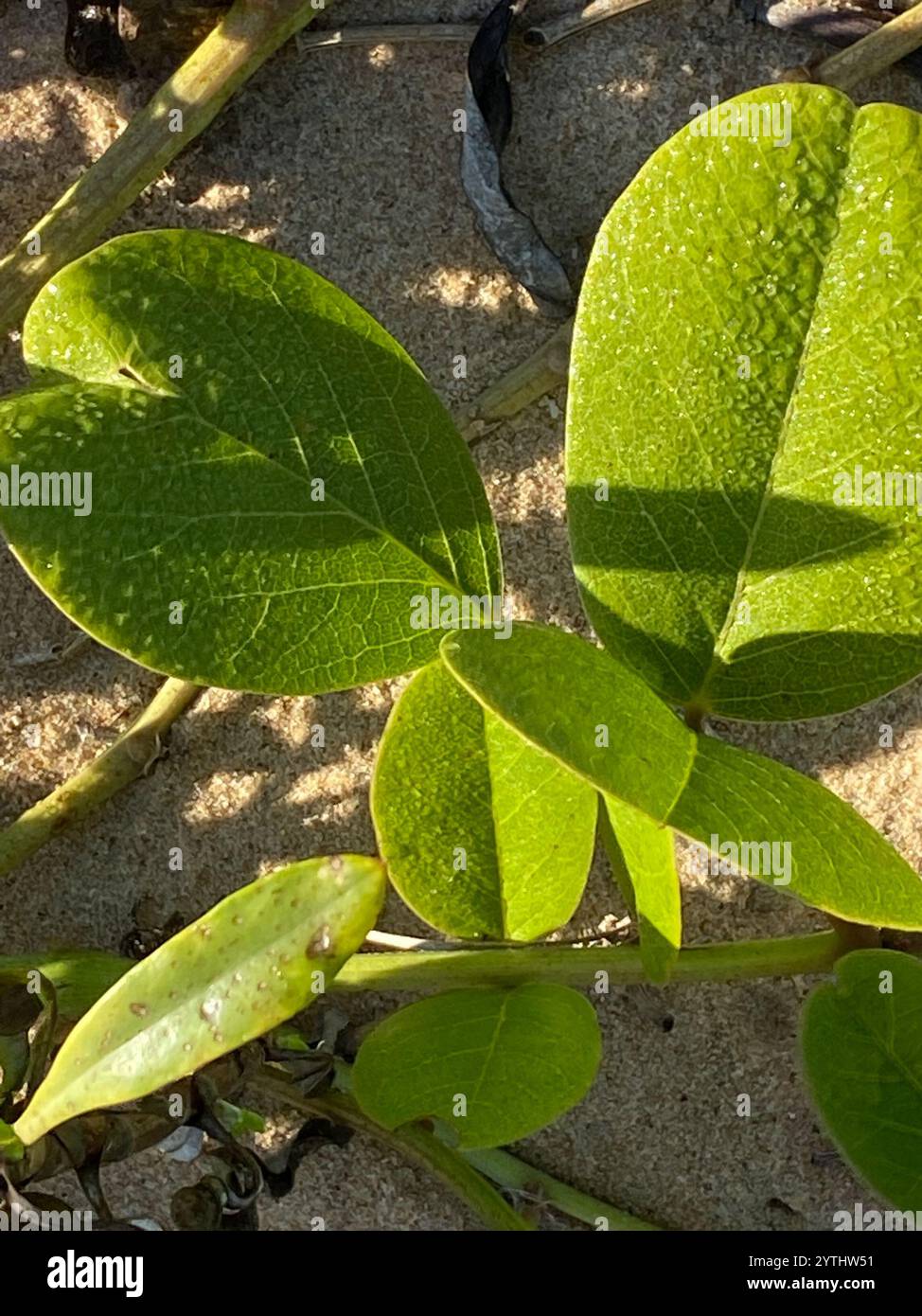 Canavalia rosea beach bean hi-res stock photography and images - Alamy