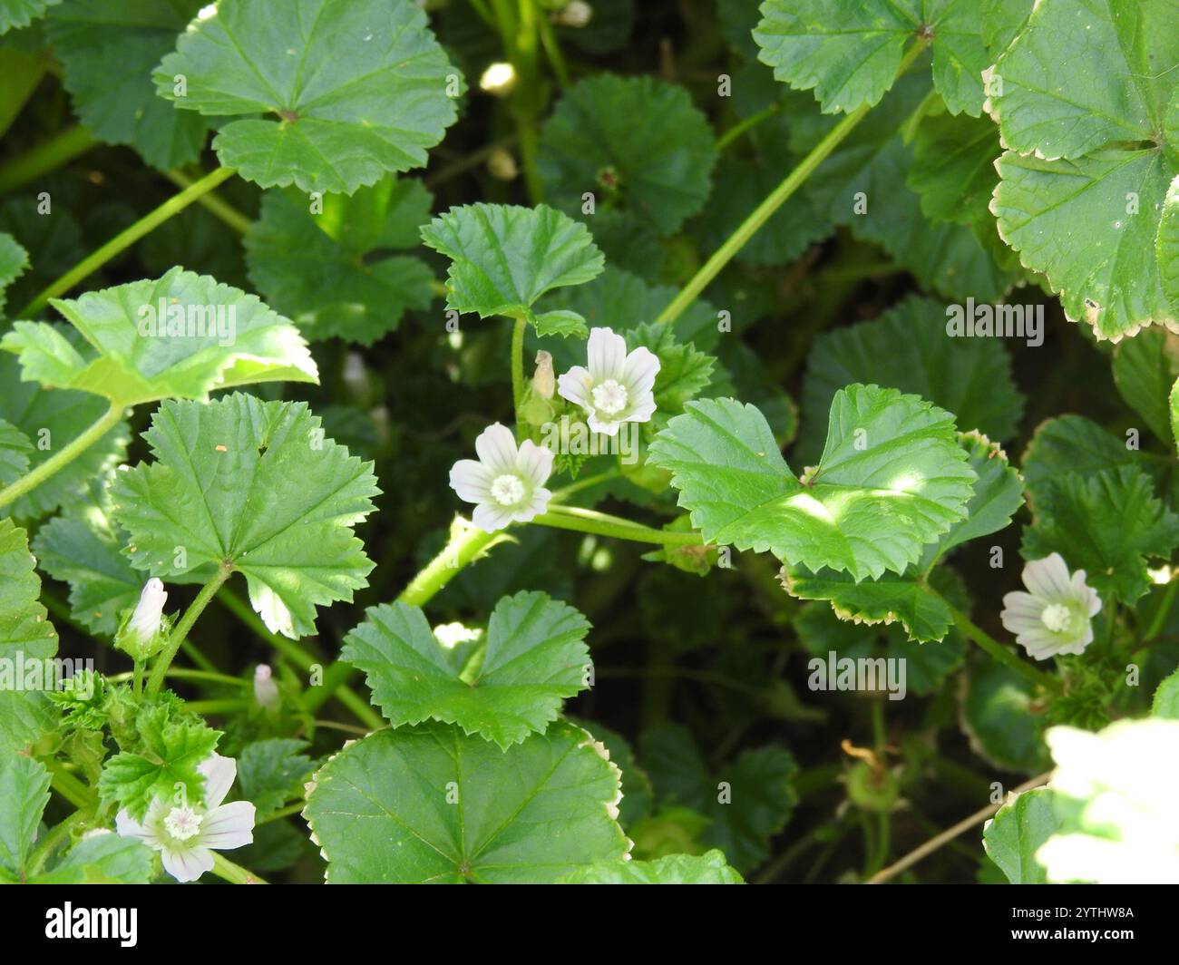 dwarf mallow (Malva neglecta Stock Photo - Alamy