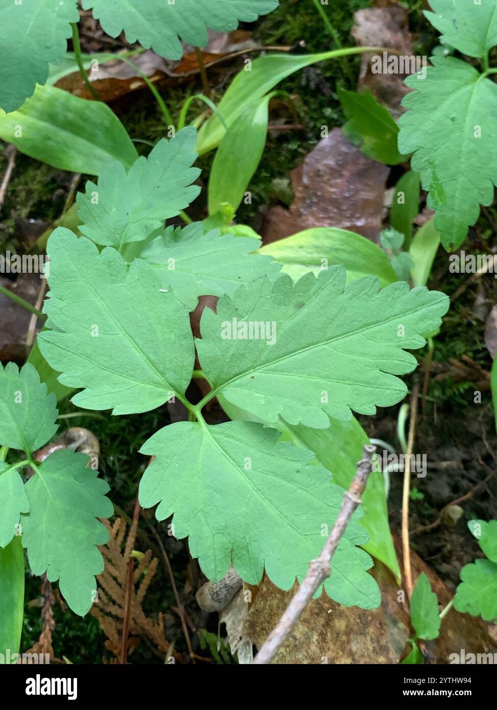 Two-leaved Toothwort (Cardamine diphylla Stock Photo - Alamy