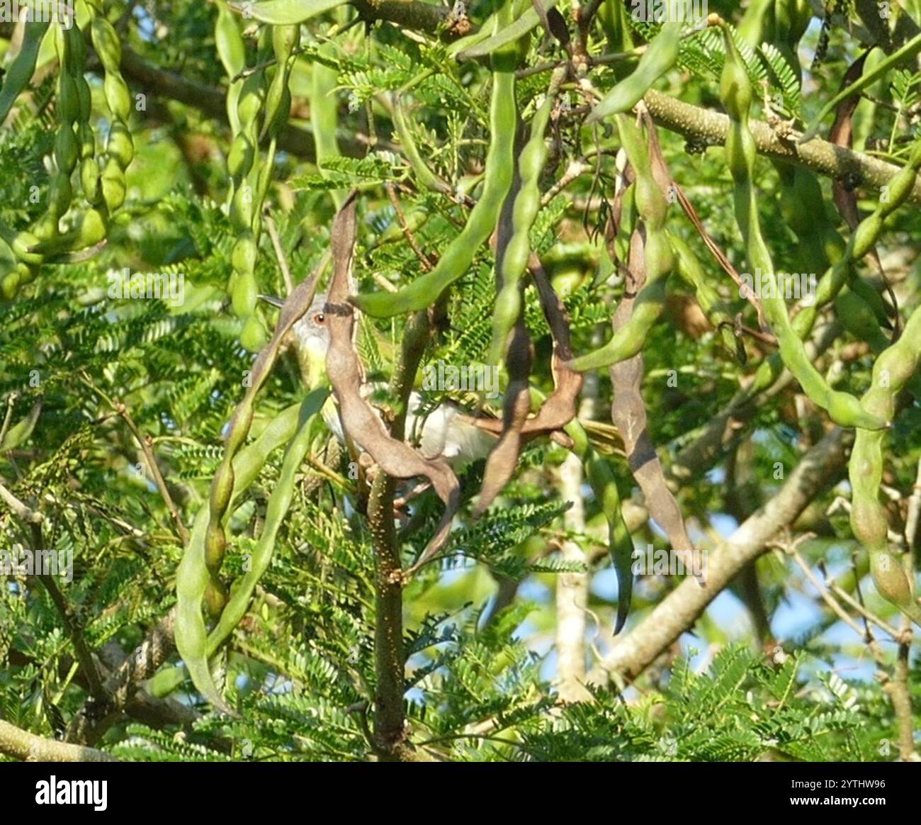 Yellow-breasted Apalis (Apalis flavida Stock Photo - Alamy