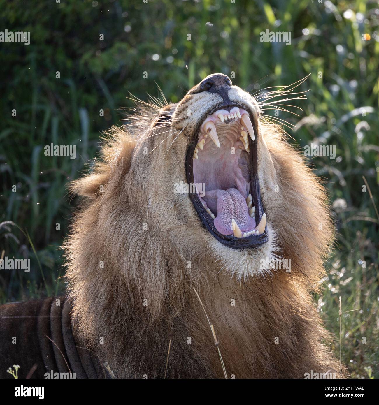 Aplha predator hi-res stock photography and images - Alamy