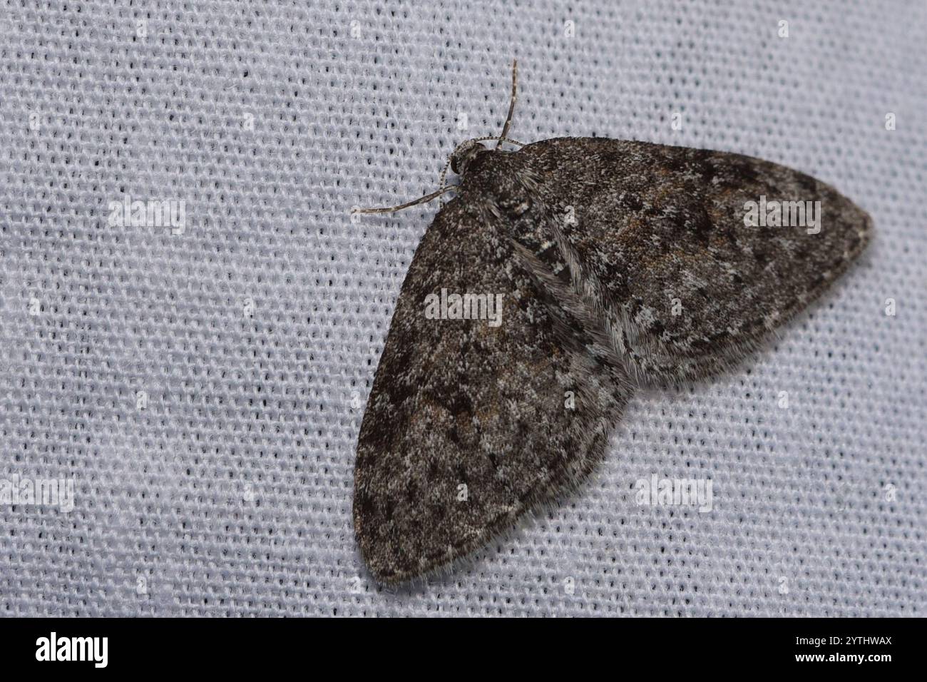Pearsall's Carpet Moth (Venusia pearsalli Stock Photo - Alamy