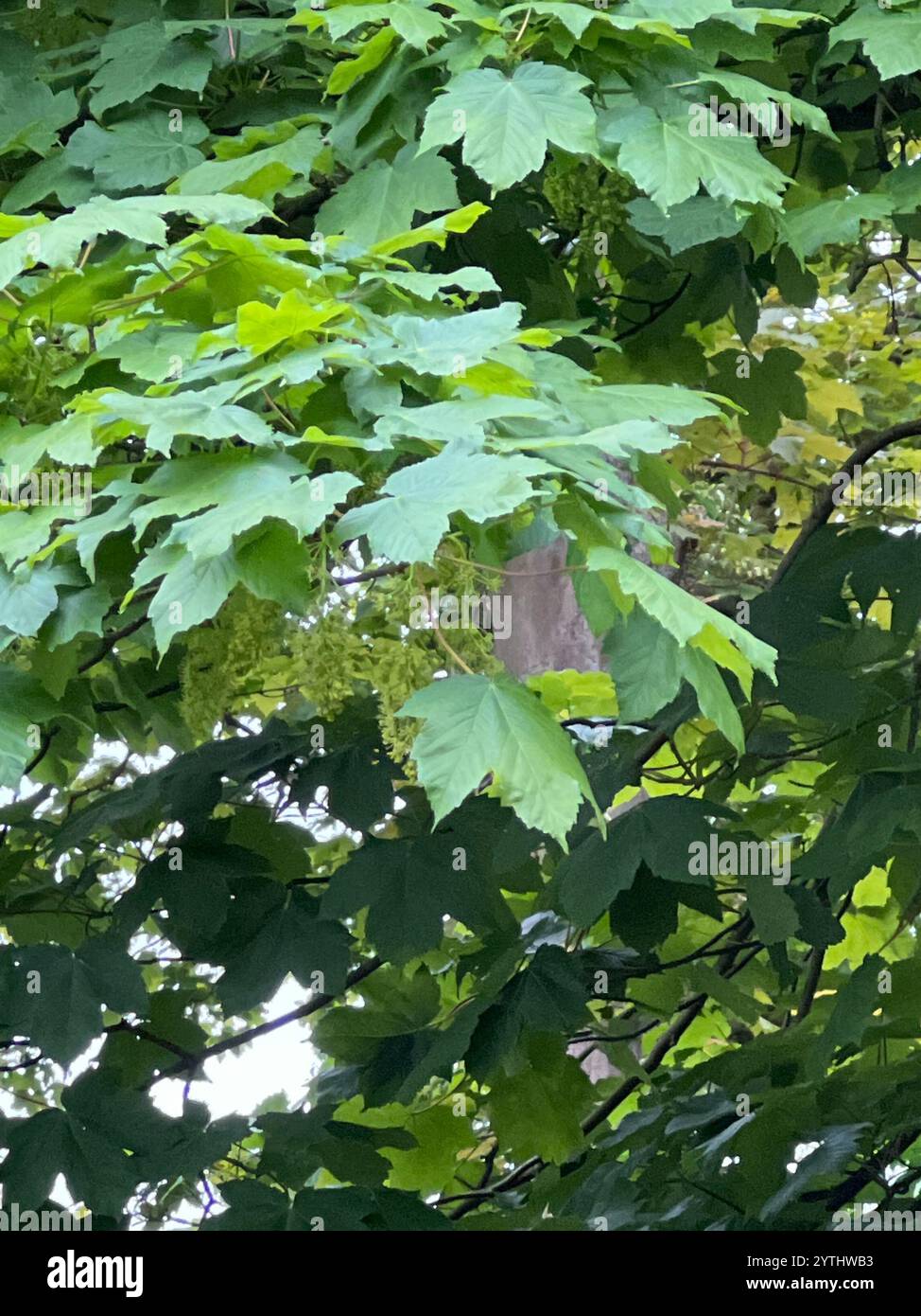 American sycamore (Platanus occidentalis Stock Photo - Alamy