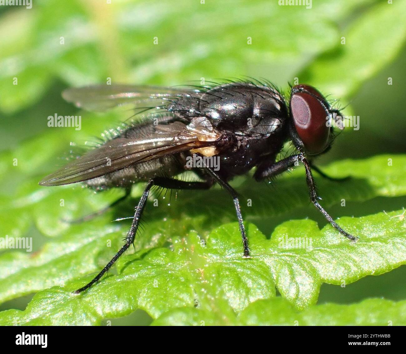 Black Dump Flies (Hydrotaea Stock Photo - Alamy