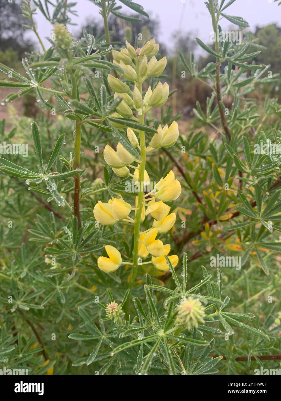 coastal bush lupine (Lupinus arboreus Stock Photo - Alamy